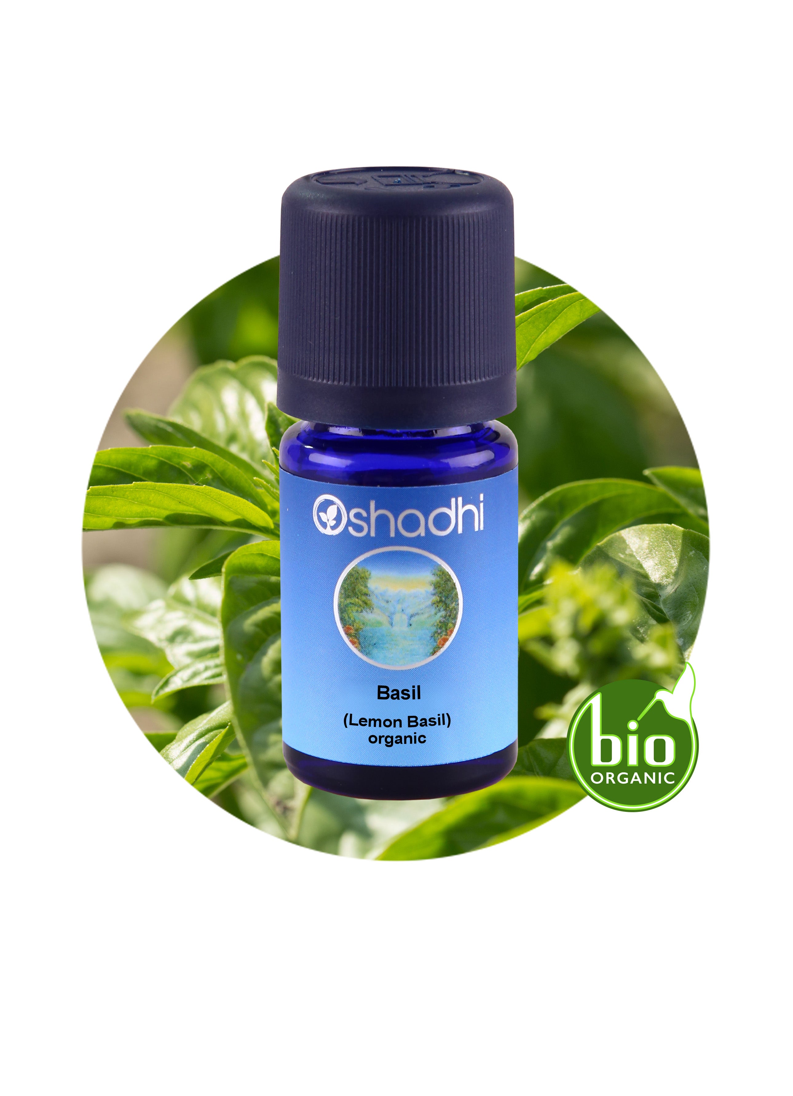 Basil (Lemon Basil) organic Essential Oil Aroma