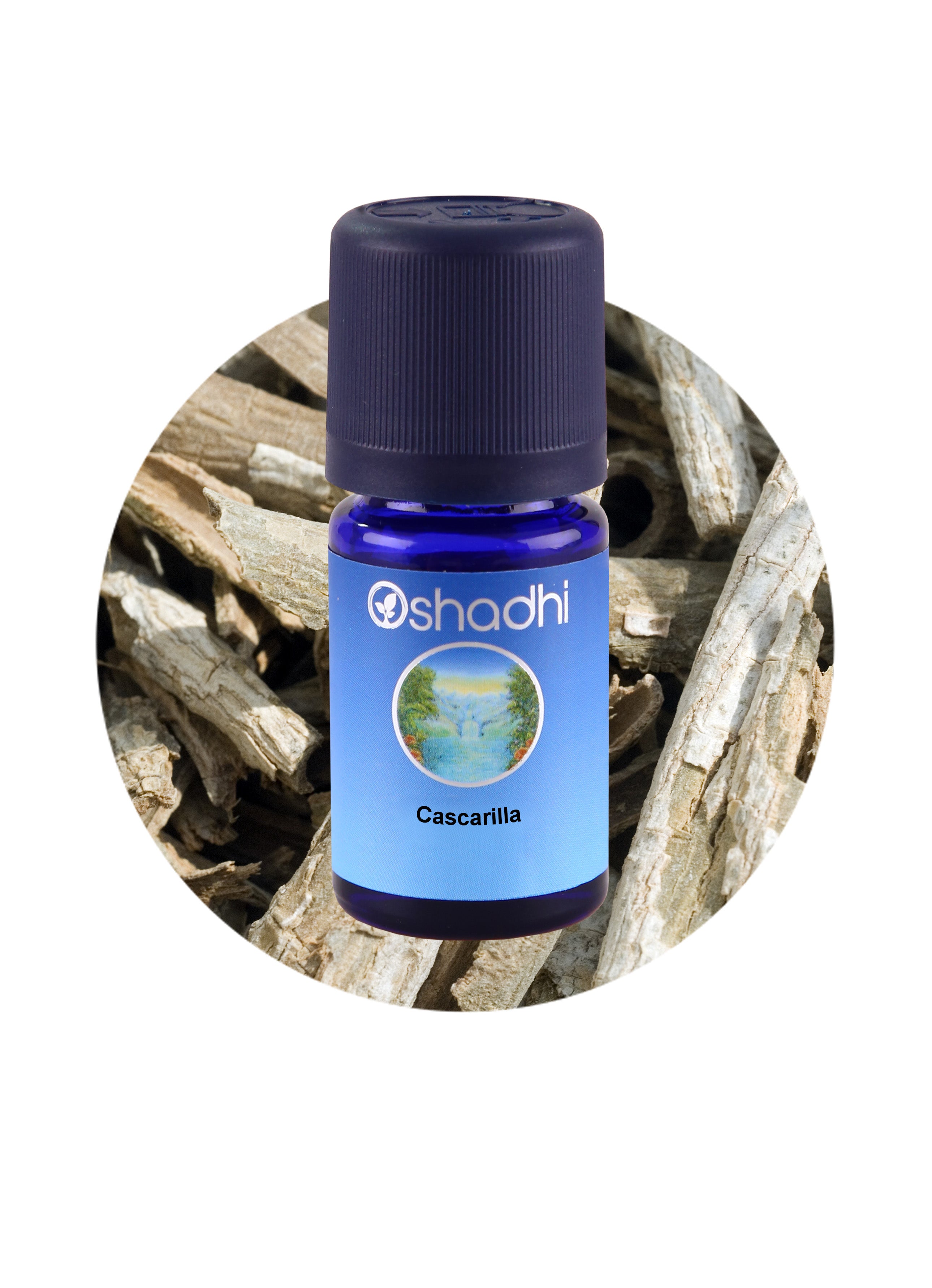 Cascarilla Essential Oil Aroma