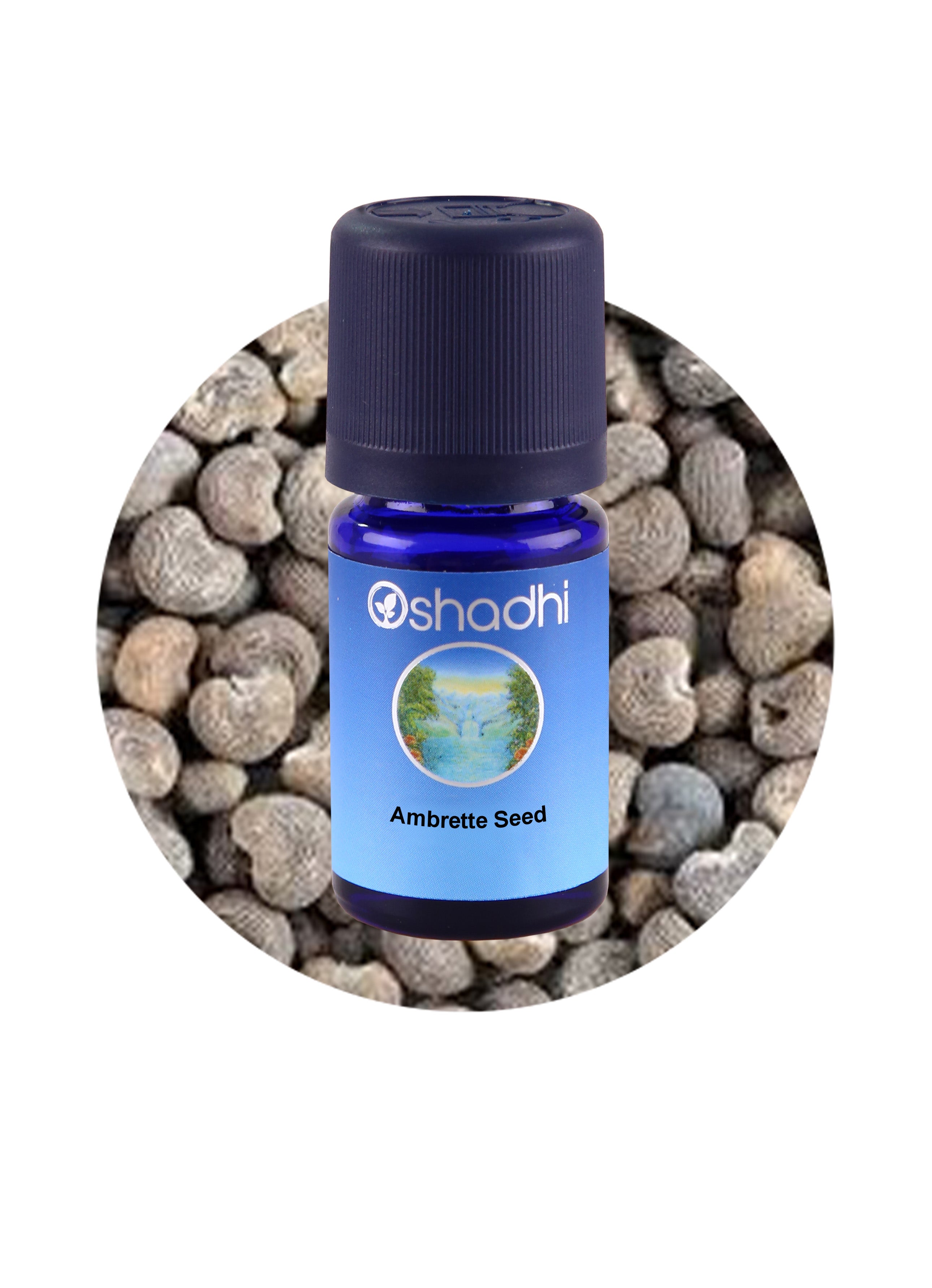 Ambrette Seed Essential Oil Aroma – Oshadhi Essential Oils