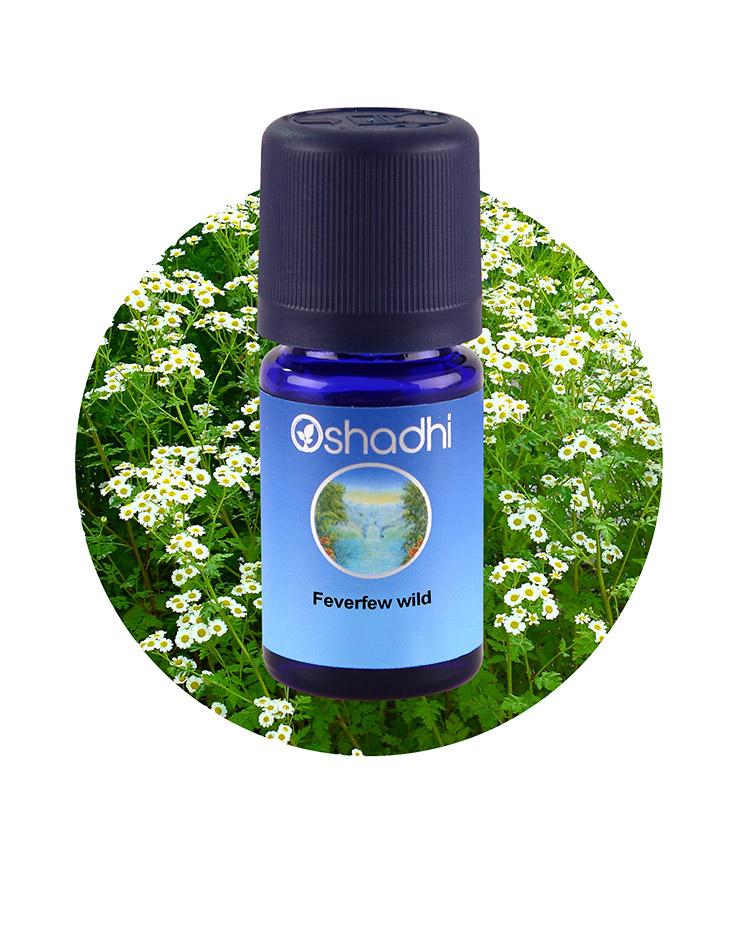 Feverfew wild Essential Oil Aroma