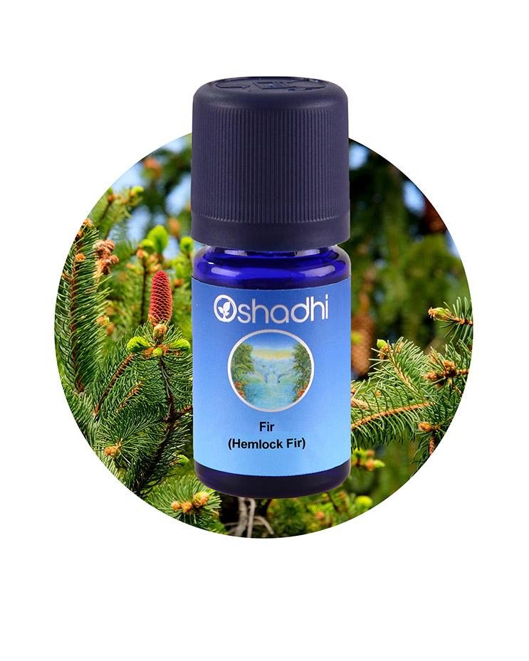 Fir, Hemlock Essential Oil: Fresh Forest Aroma Delight