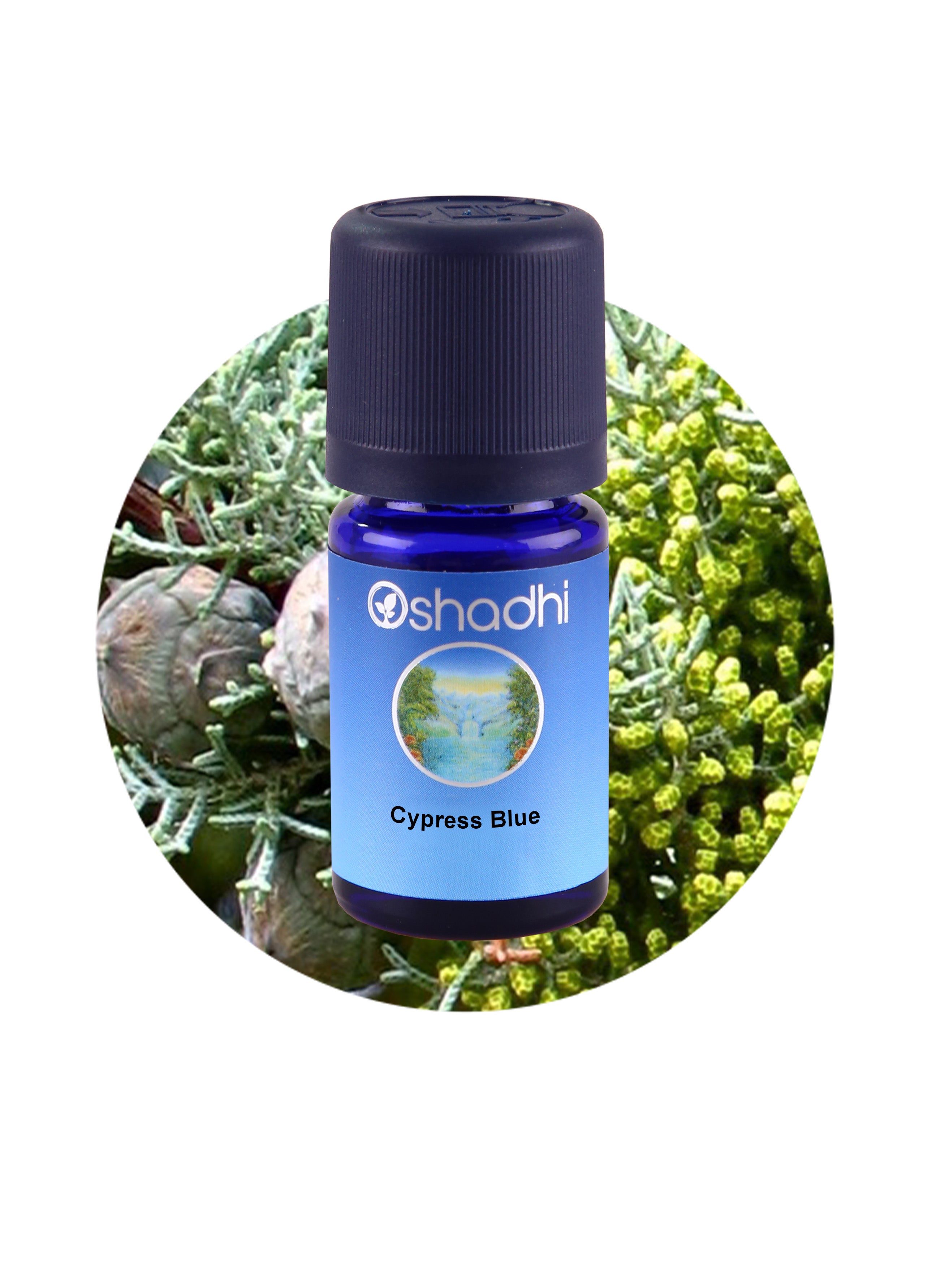 Cypress blue Essential Oil Aroma